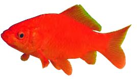 les-poissons-de-nos-bassins - bassins-de-jardins